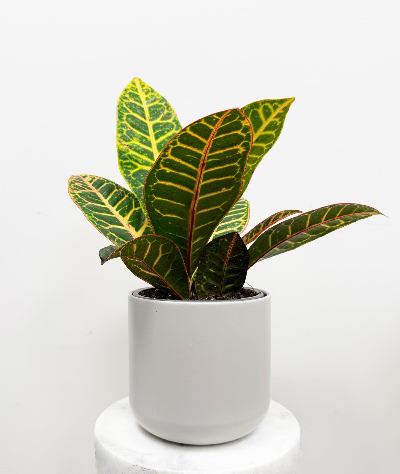 Croton Houseplant | Codiaeum Variegatum Indoor Plant – Groh Plants