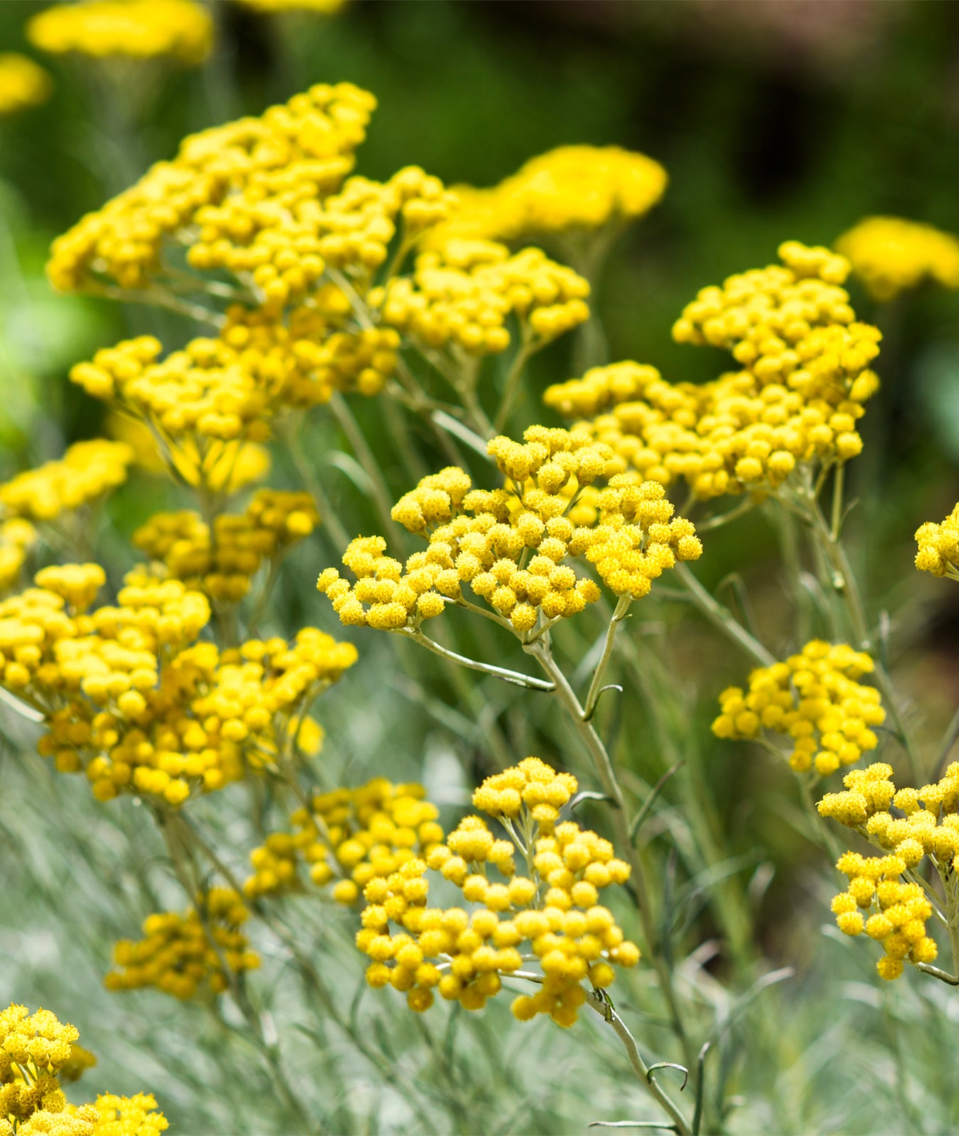 Helichrysum italicum – Fragrant Silver Curry Plant – Groh Plants