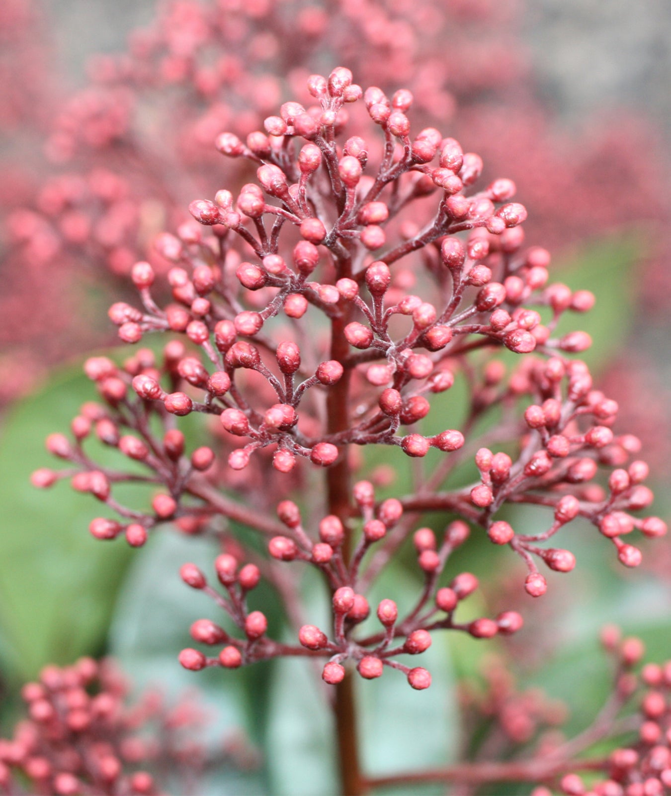 Skimmia japonica 'Rubella' Evergreen Shrub with Red Winter Buds – Groh ...